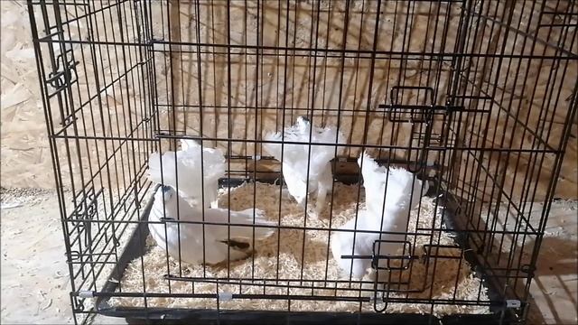 Приобрел Луганских белых статных голубей