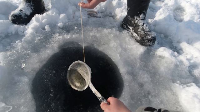 Крабалка март 2024