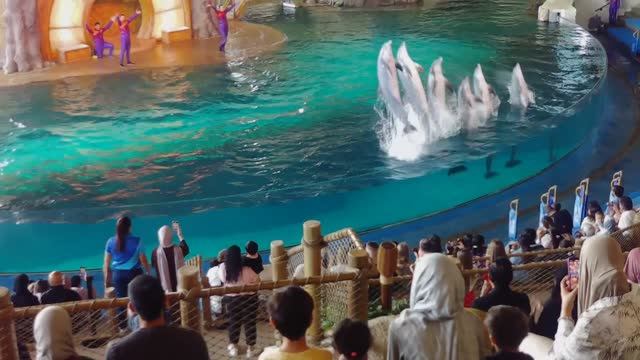 ОАЭ, Абу-Даби, SeaWorld Abu Dhabi Шоу с дельфинами