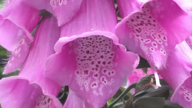 Все о наперстянке.