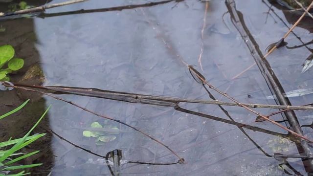 Родник_31.01.2025г