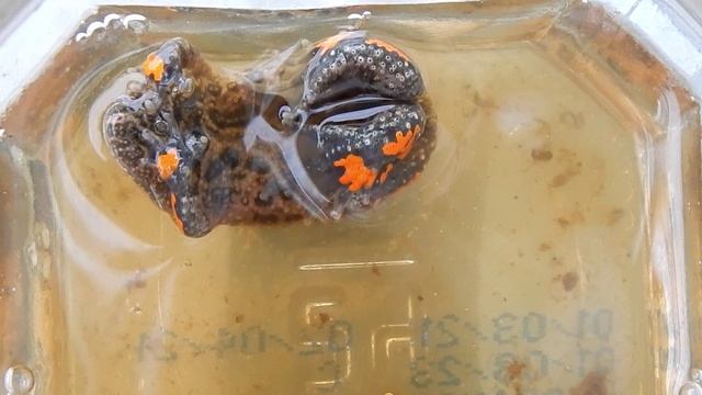 Лягушка жерлянка ревунок 1