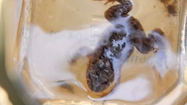 Лягушка жерлянка ревунок 4