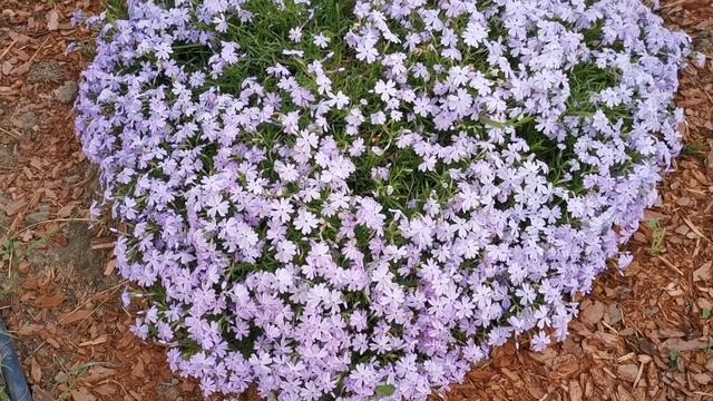 Шикарно цветущие шиловидные флоксы в саду. Почвопокровные (2 часть). Ленинградская обл.