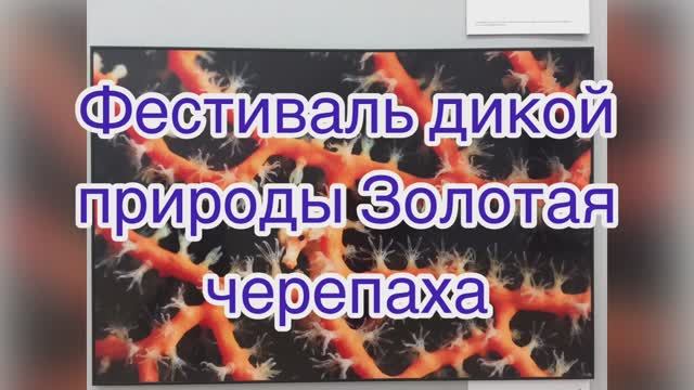 Фотоконкурс дикой природы Золотая Черепаха  в Москве /Нарисовала аквагрим животных  на фестивале