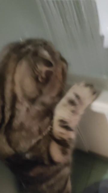 кошка пьет воду из душа cat drinks water from the shower