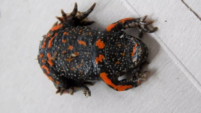 Лягушка ядовитая