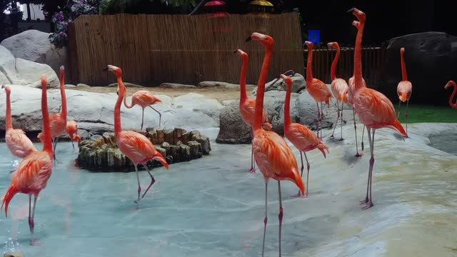 ОАЭ, Абу-Даби, SeaWorld Abu Dhabi, Тропический океан (Tropical ocean)