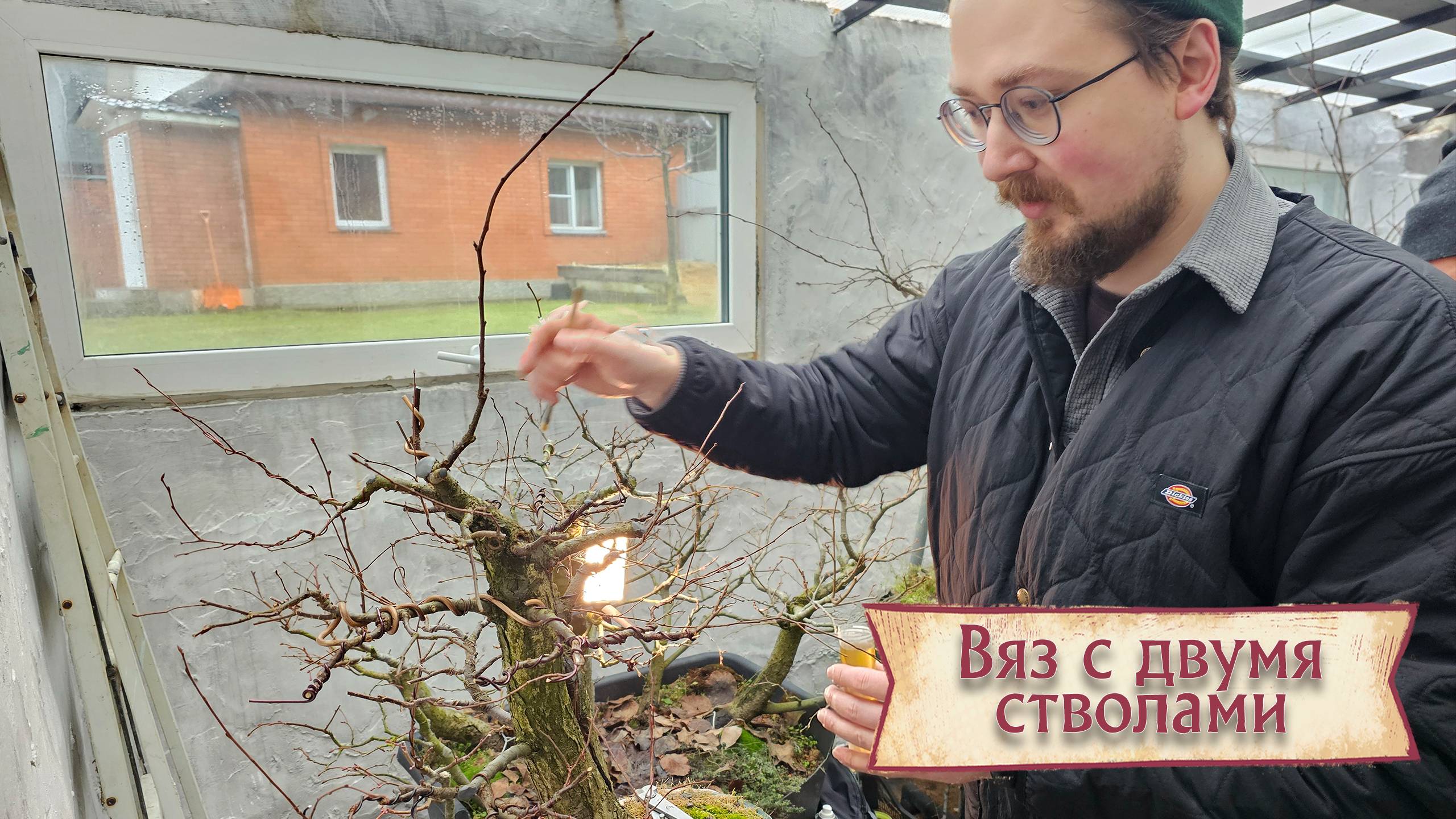 Вяз с двумя стволами