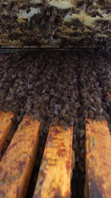 Как зимуют мои пчёлы на воле в феврале.