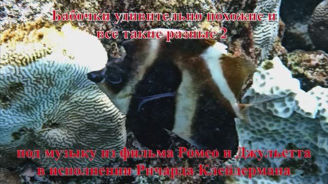 12. Бабочки удивительно похожие и все такие разные 2 фильма Ромео и Джульетта исполнения Клейдермана