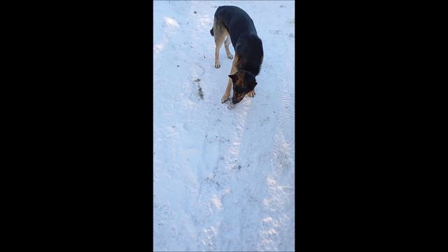 Собака. Том.