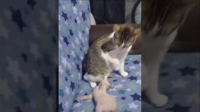 Угарные котики🤣