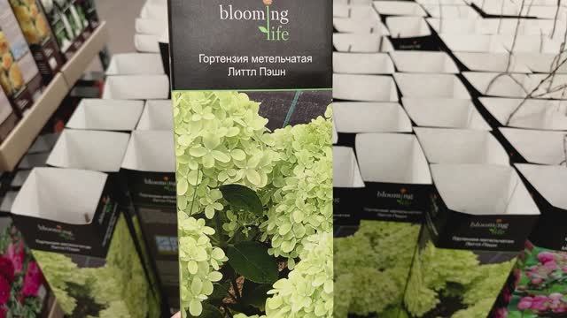 2025 год. Гортензии в магазине ОБИ