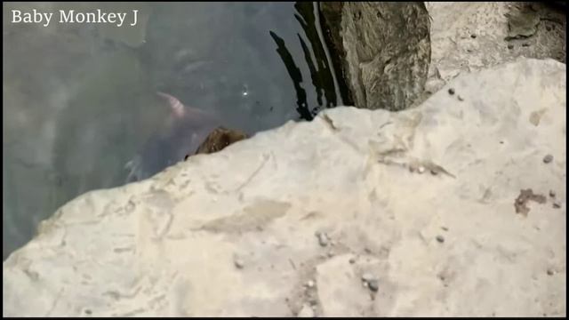 Мама спасает совего детеныша.