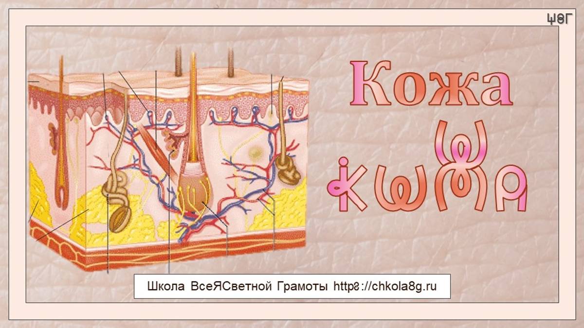 Кожа. Дерма. ВсеЯСветная Грамота