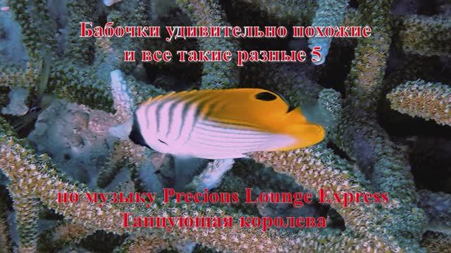16. Бабочки удивительно похожие и все такие разные 5 музыка PreciousLounge ExpressТанцующая королева