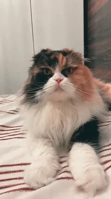 кошка
породы кошек
фото кошек
видео
рекомендации
reels
short