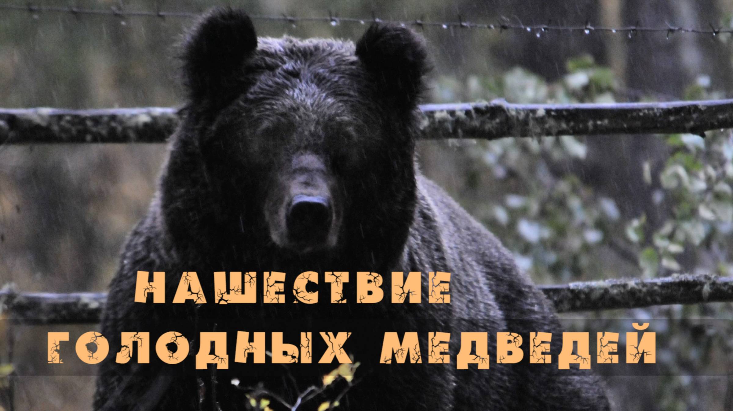 Нашествие голодных медведей [Алтай] Телецкое озеро. Altai bears. Алтайский заповедник. Altai Reserve