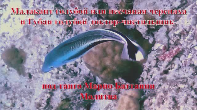 18. Малакант голубой или песчаная черепаха и Губан Голубой доктор-чистильщик танго Mario Battaini