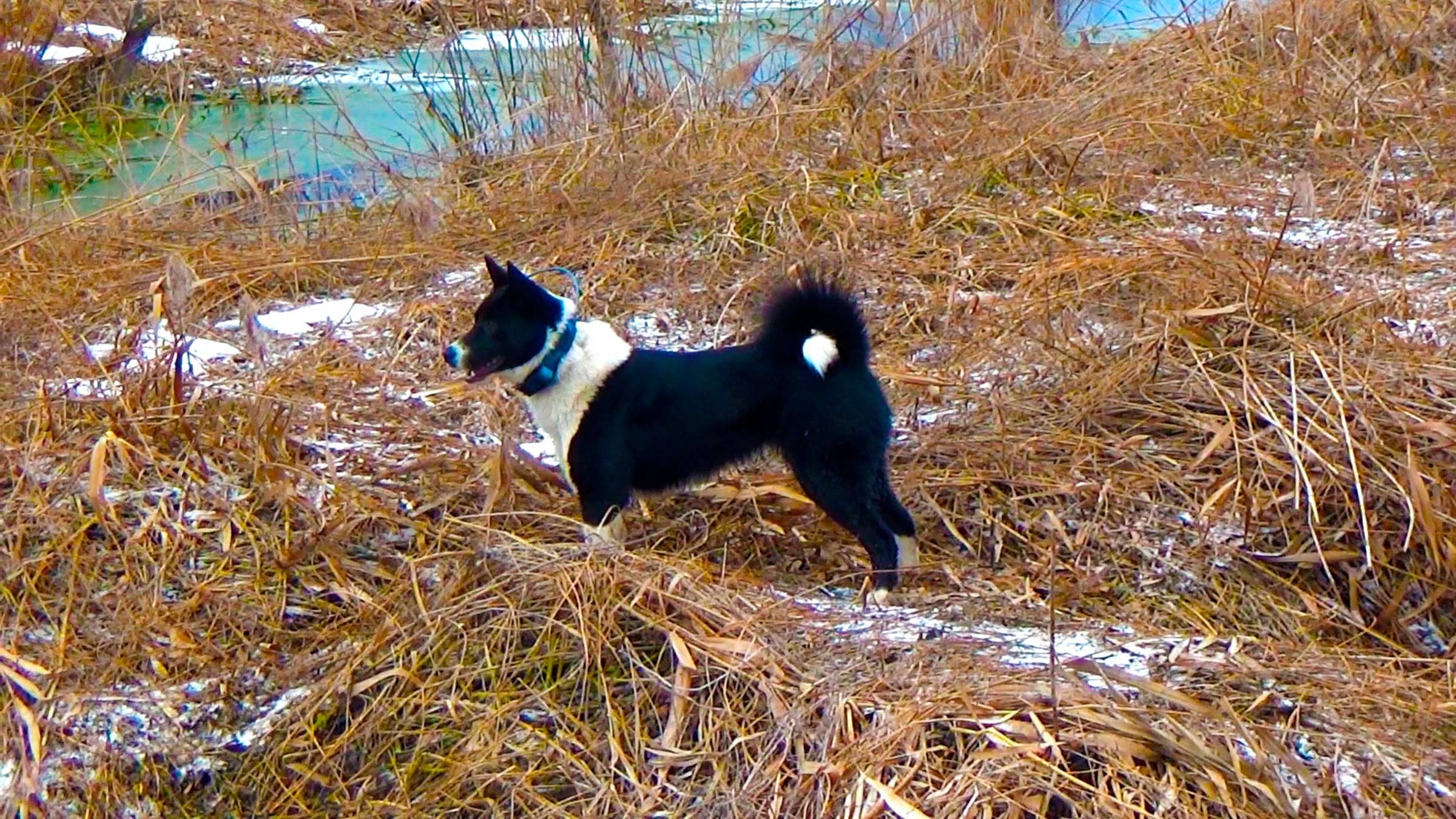 Охота с лайкой. НАХАЖИВАНИЕ Айки. Добыли норку