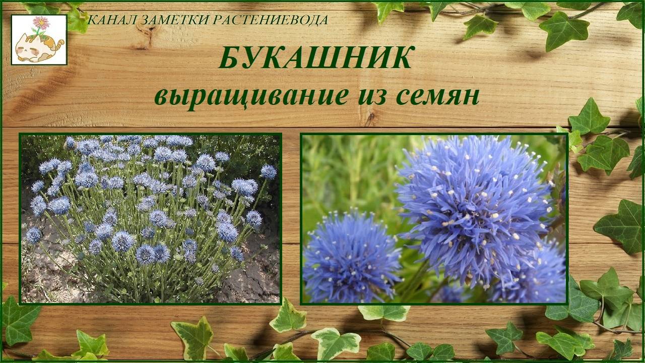 Букашник - выращивание из семян