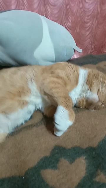 Колыбельная для котика