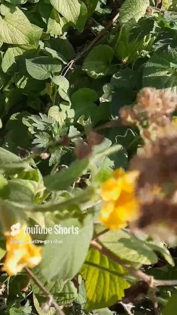 Мини-огурец в Ростове Великом - Что это? Кто знает? #моипутешествия #ростов_великий