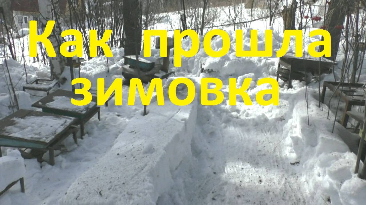 Болезнь пчел во время зимовки