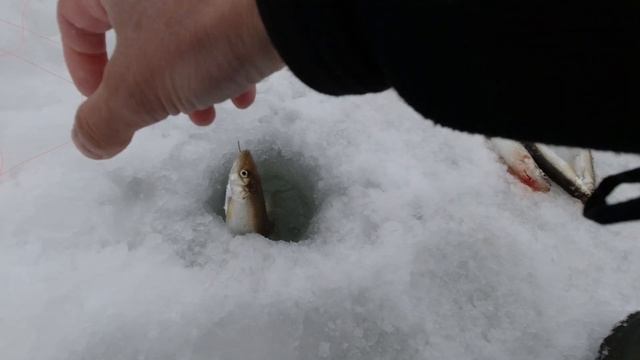 Продолжение очередной рыбалки на Зубастого. Охотском море (залив Мордвинова) март 2022г.