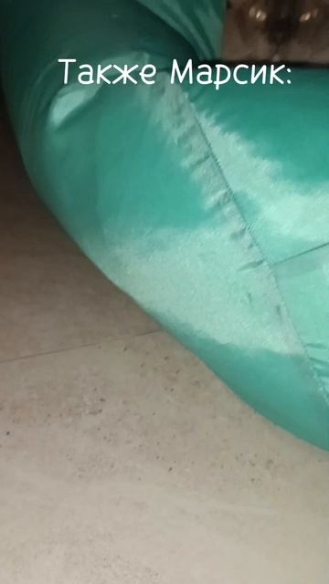 кот когда я его снимаю