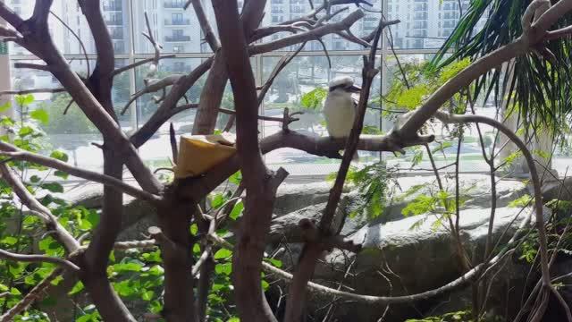 ОАЭ, Абу-Даби, SeaWorld Abu Dhabi Тропический лес (The RainForest)