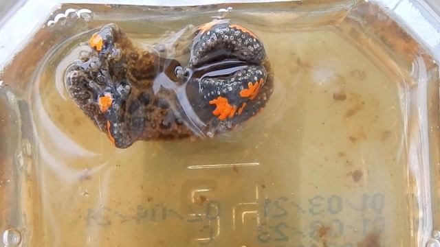 Лягушка жерлянка ревунок 3