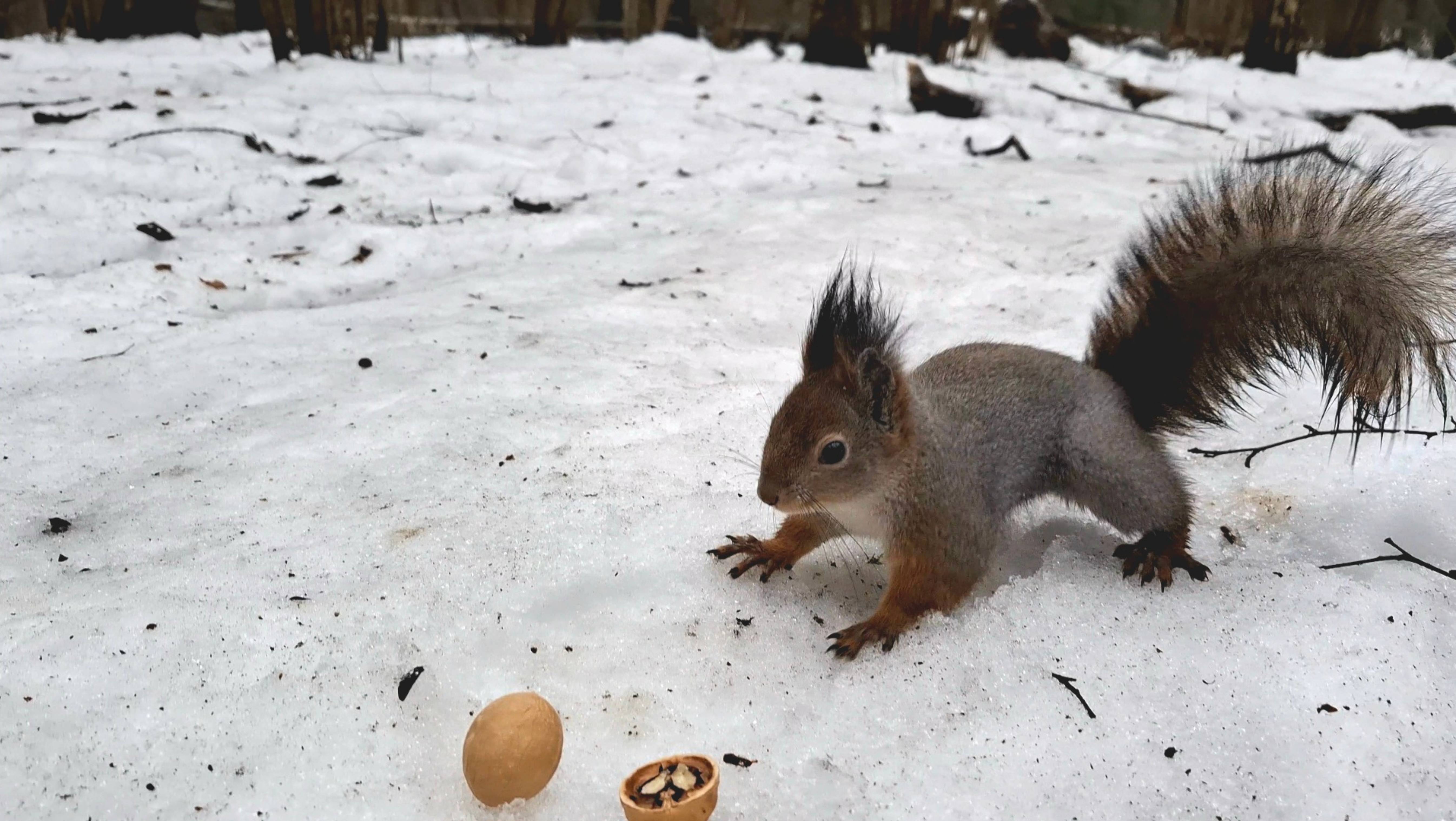 Белки - выбор очевиден, Битца, 27 января 2025