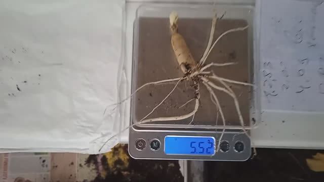 ЖЕНЬШЕНЬ. ПРИРОСТ ЗА СЕЗОН