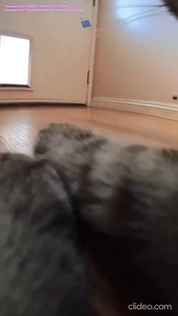 Лучшее, что дали нам камеры - это возможность почувствовать себя котиком