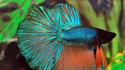 мой домашний петушок игорь