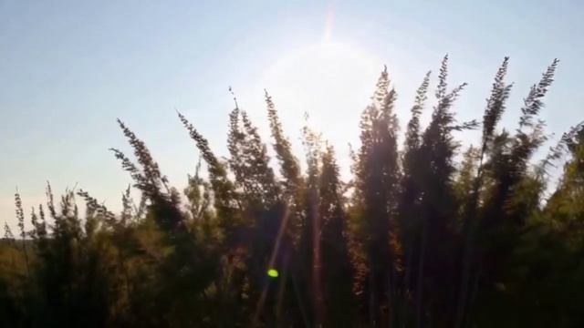 🌺Глубокий сон за 5 минут. Умиротворяющая мелодия для сна. Серенада заката:полевые цветы на ветру🌺