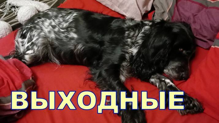 ВЫХОДНЫЕ 🙃🙃