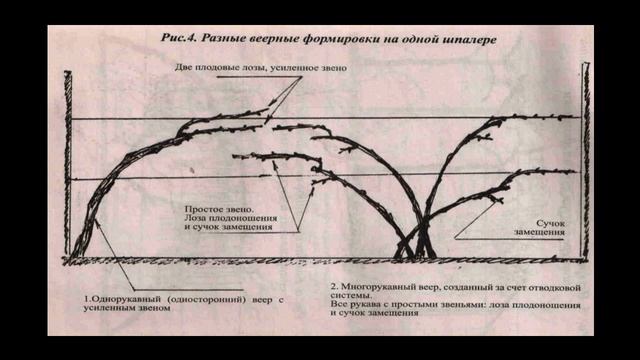 31 формировка винограда