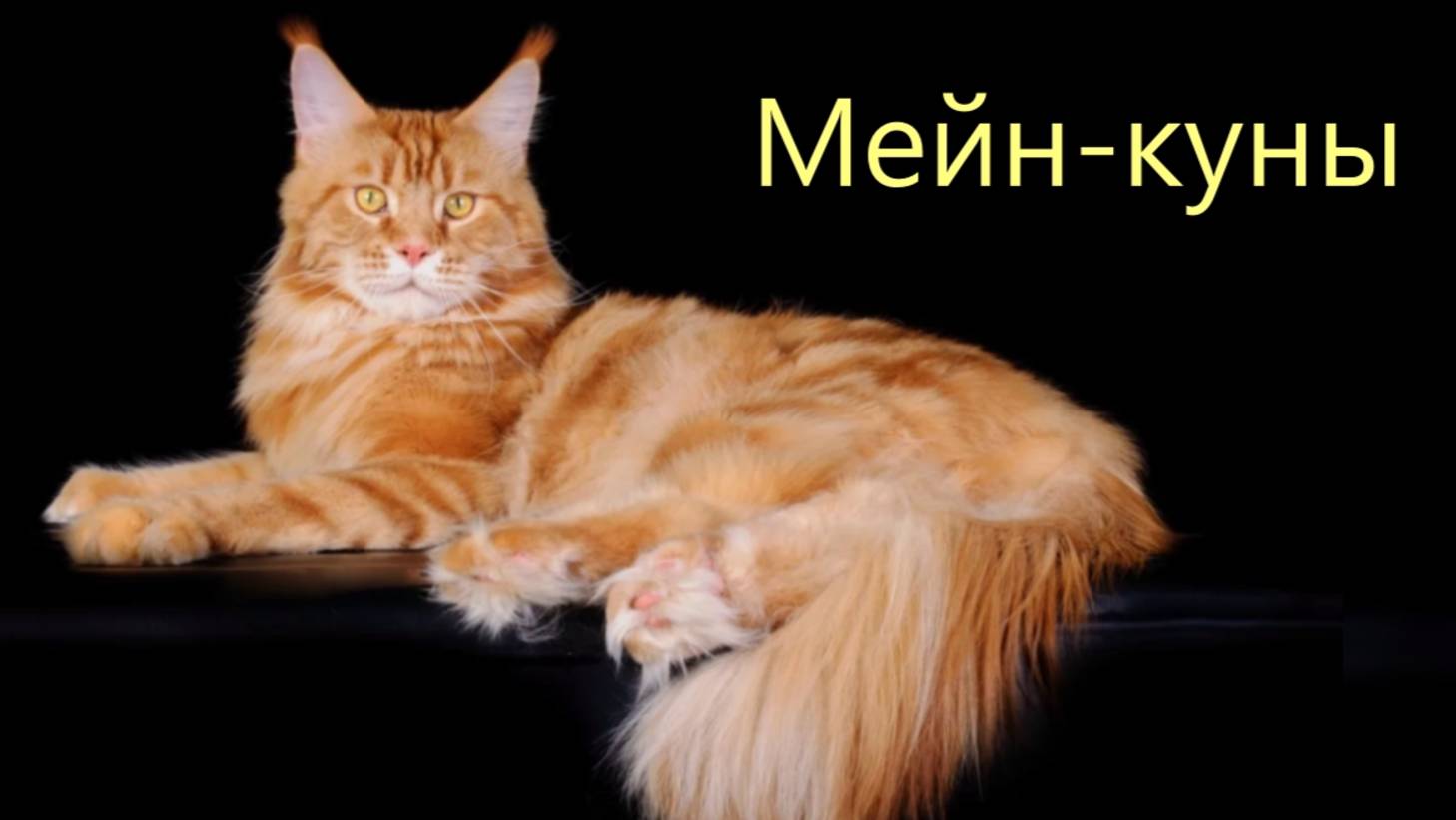 Мейн-куны: королевские гиганты среди кошек