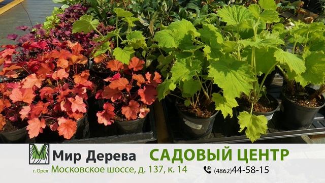 Садовый центр "МИР  ДЕРЕВА"