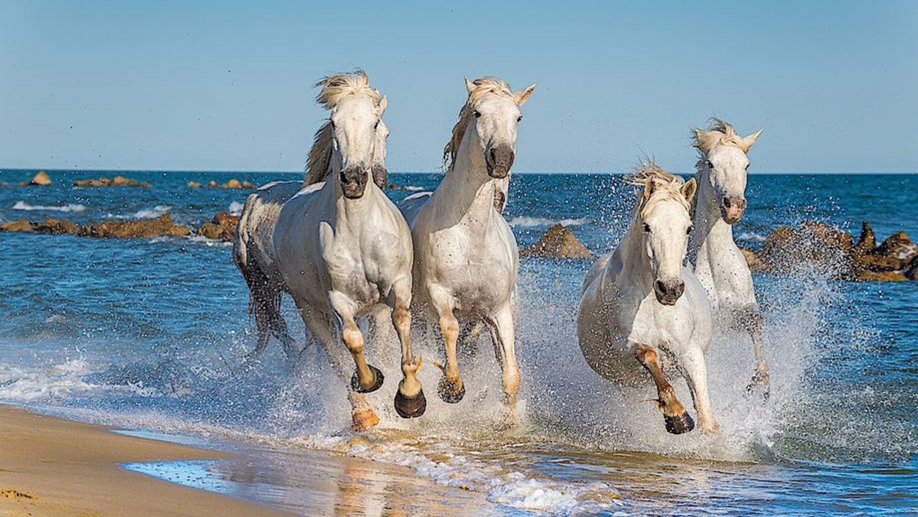 Конные прогулки вдоль моря в Абхазии село Алахадзы база отдыха FAMILY
