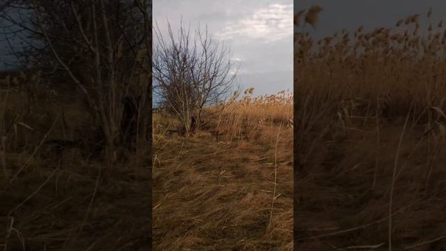 У малыша Джек-Рассела Мартина просыпаются охотничьи инстинкты.