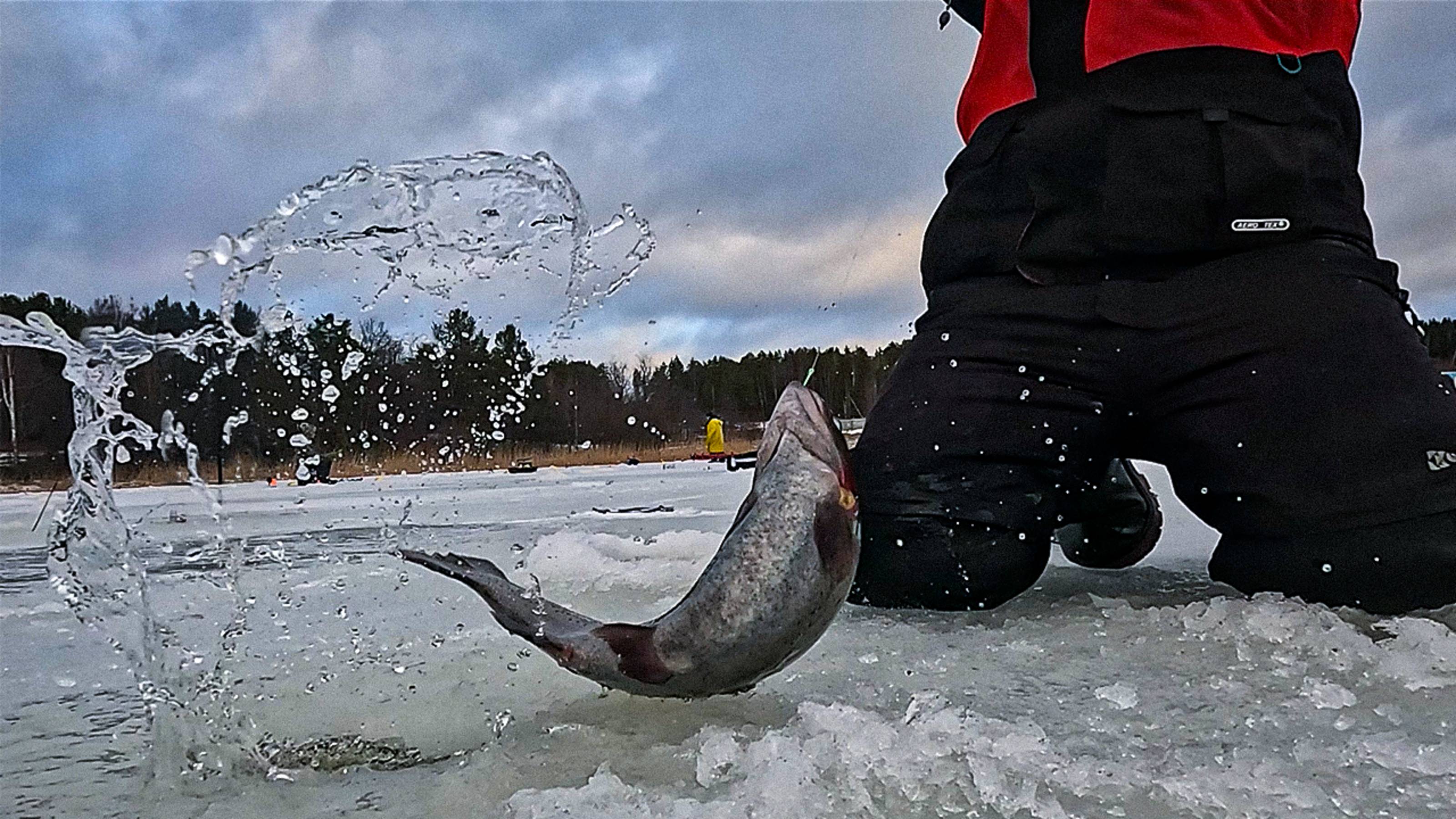 Форелевая лихорадка в сказочной Карелии | десятки тонн беглой форели.