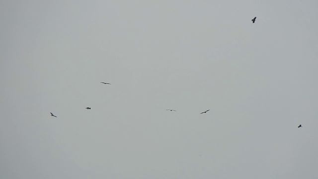 Орлы кружат над лесом