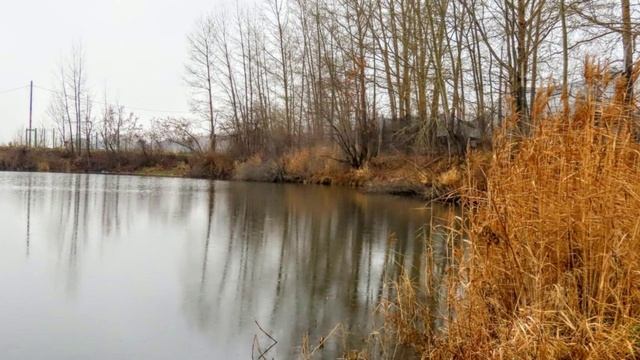 На Красном, птички и ледяное(ноябрь, 2023 г )- ч 63