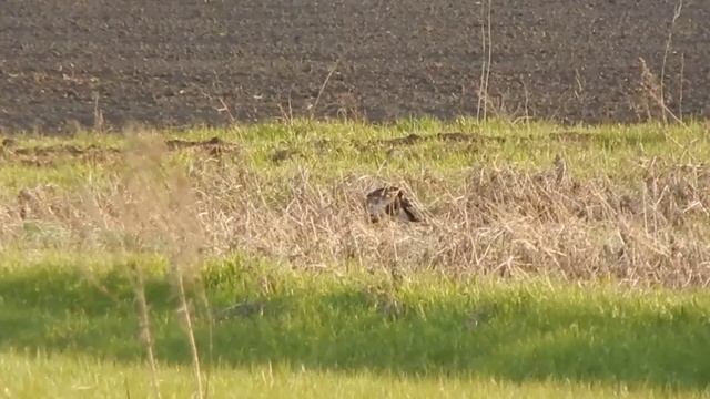 Пернатый хищник