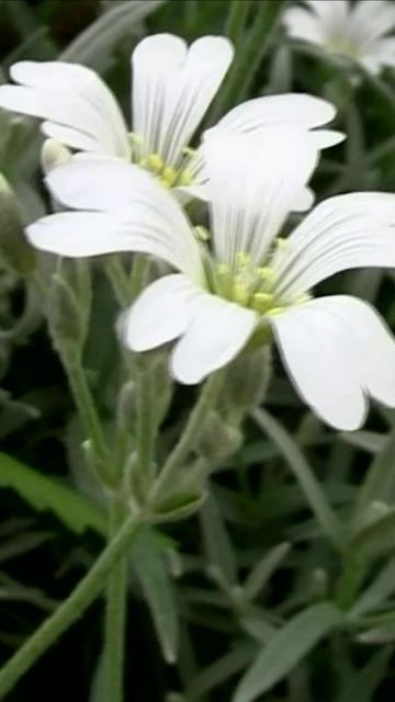 Ясколка - снега кружева. Дмитрий Шлапак