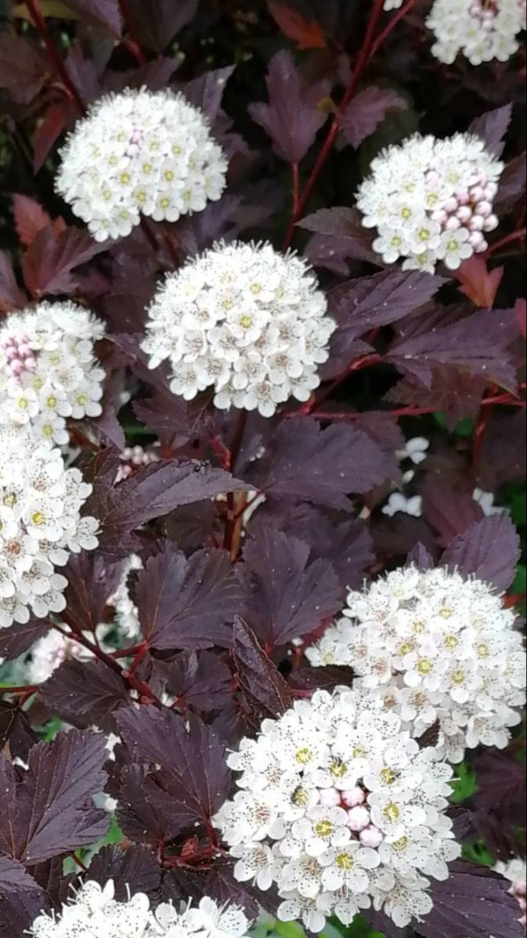 Пузыреплодник калинолистный Diable d`Or